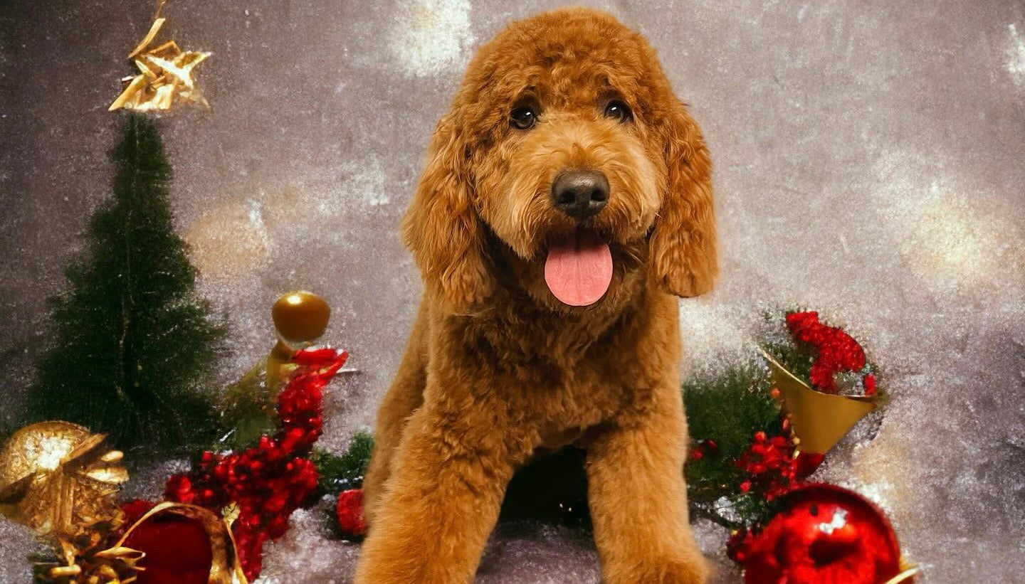 Peachy Paws Pet Store, The store for all your pet products and service