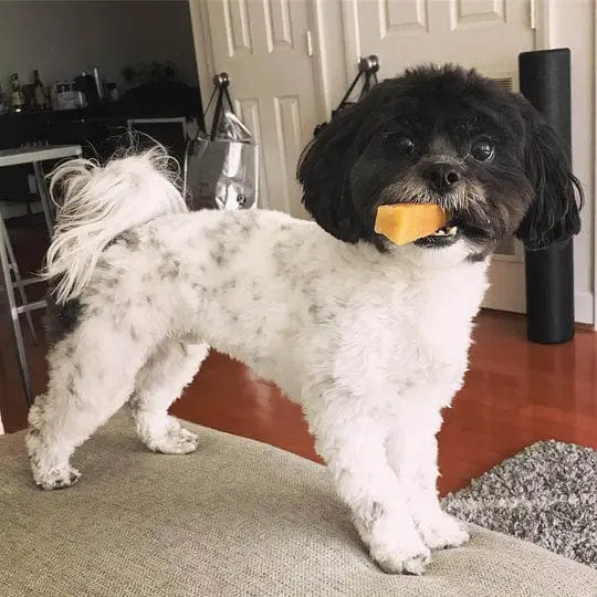 Yeti Dog Chew – Peachy Paws Pet Store